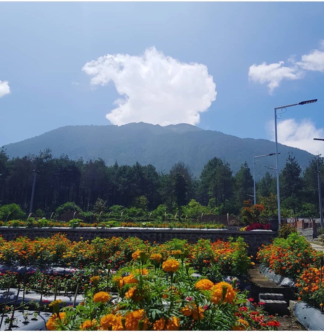 Pesona Saung Gunung Bee Park, Salah Satu Taman Bunga Hits di Desa ...