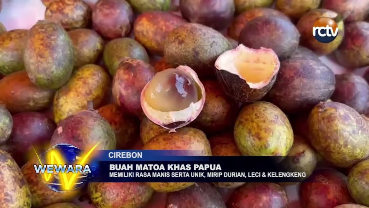 Buah Matoa Khas Papua – Video – Radar Cirebon Televisi