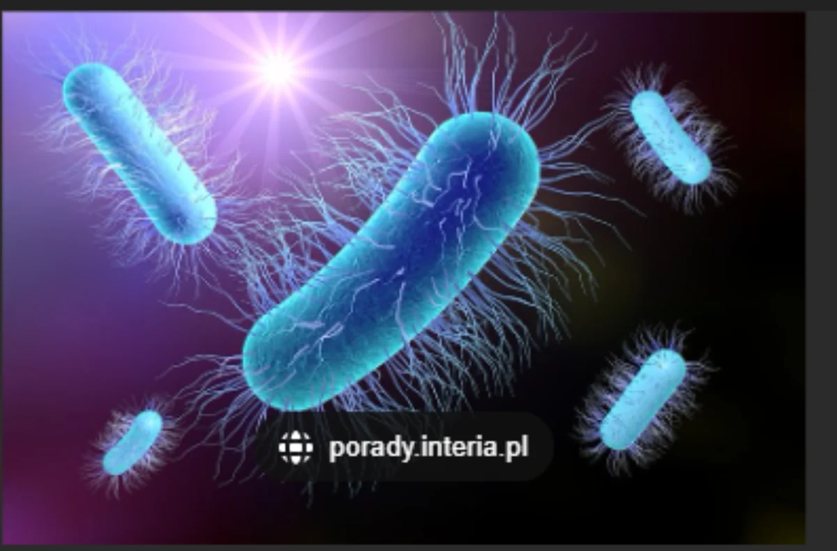 Cara Menemukan Bakteri E. coli Baik Dari Makanan Atau Pun jenis lainnya ...