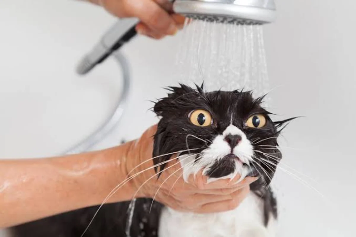 Apa Alasan Kucing Takut Air? Ternyata ini Penyebabnya Pecinta Kucing ... Apa Alasan Kucing Takut Air? Ternyata ini Penyebabnya Pecinta Kucing ...