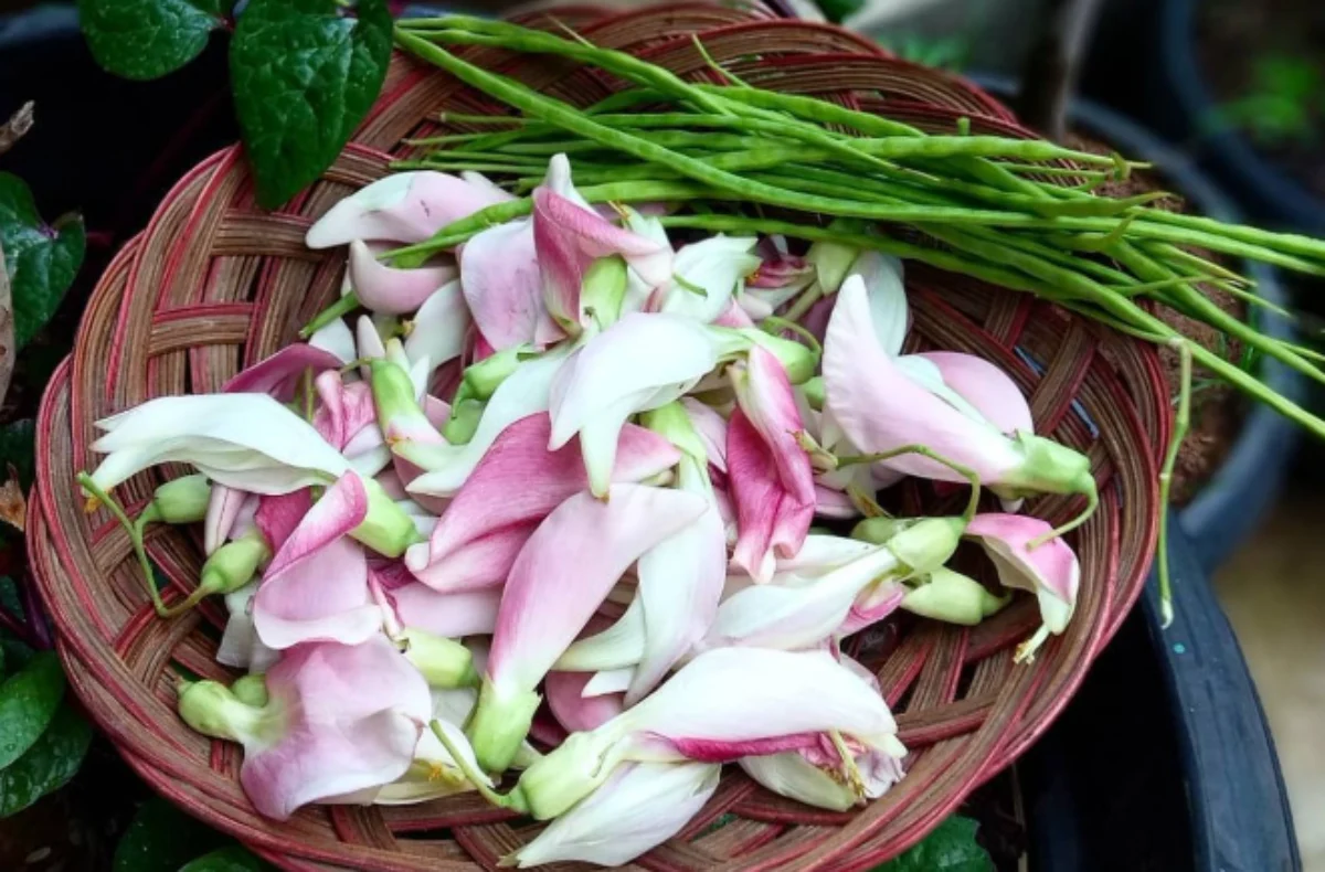 Tidak Banyak Orang Tahu! Inilah 6 Manfaat Kesehatan tentang Bunga Turi ...