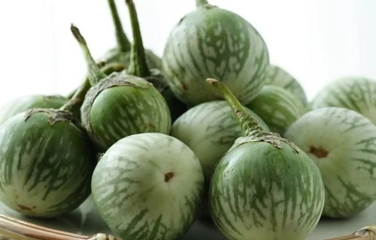 Tidak Hanya Terong Ungu, Kenali Jenis-Jenis Lain Dari Terong yang Perlu ...