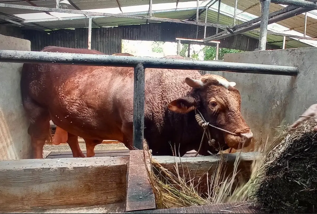 Cuma Dua yang Lolos! Ini Sapi Super Jumbo Lokal yang Jadi Pilihan ...