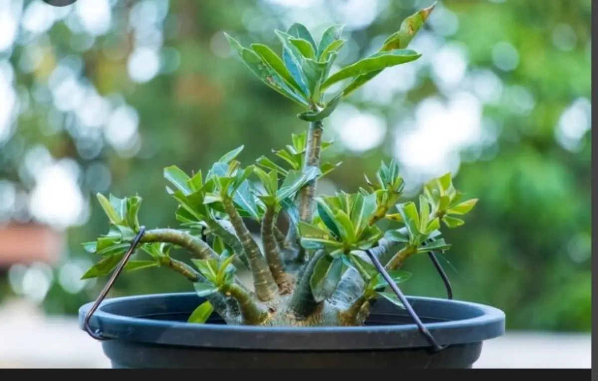 Inilah 5 Tanaman Pembawa Keberuntungan untuk Awal Tahun 2026 yang Lebih Positif – Radar Cirebon ...